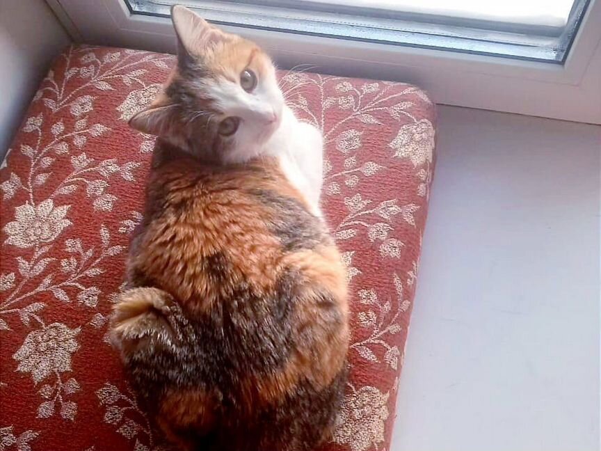 Трехцветная кошечка в поисках дома