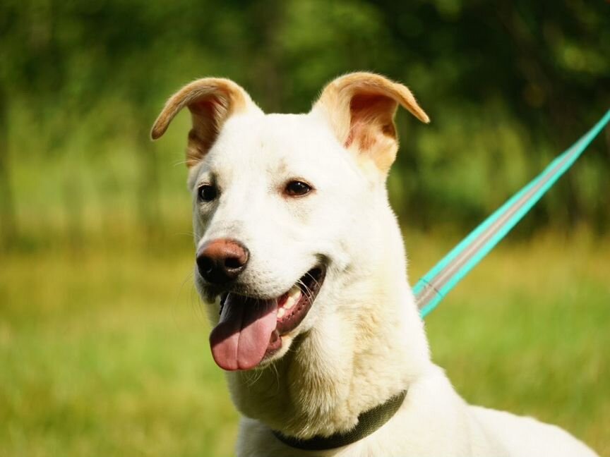 Собака в добрые руки Беляш