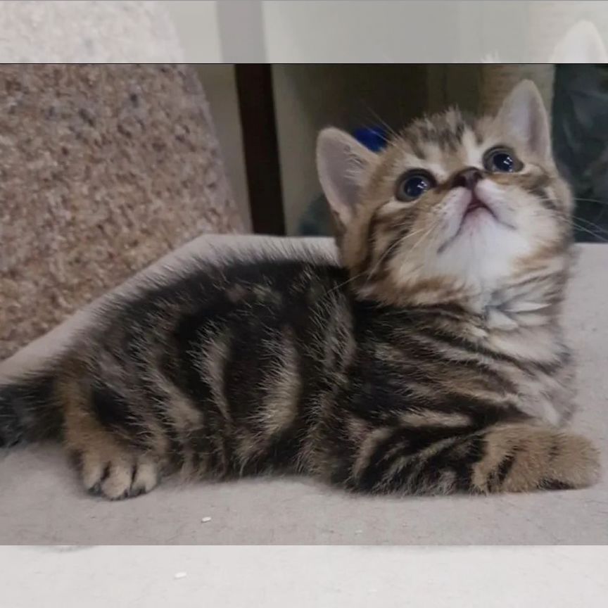 Шотландский вислоухий короткошёрстный котёнок