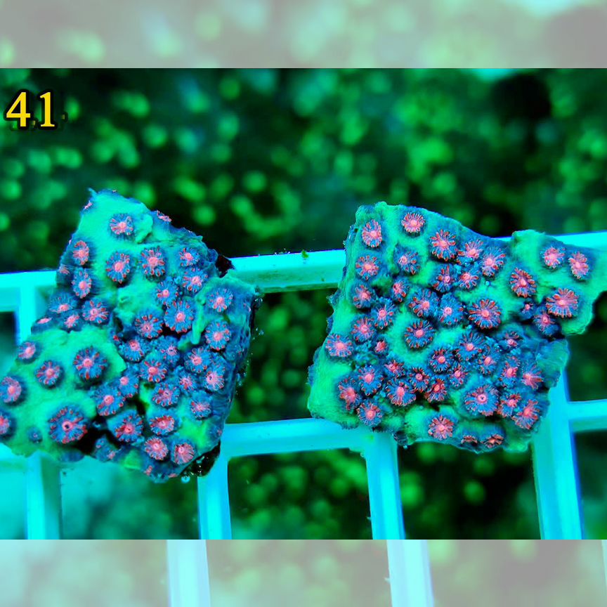 Кораллы Живые для Морского аквариума