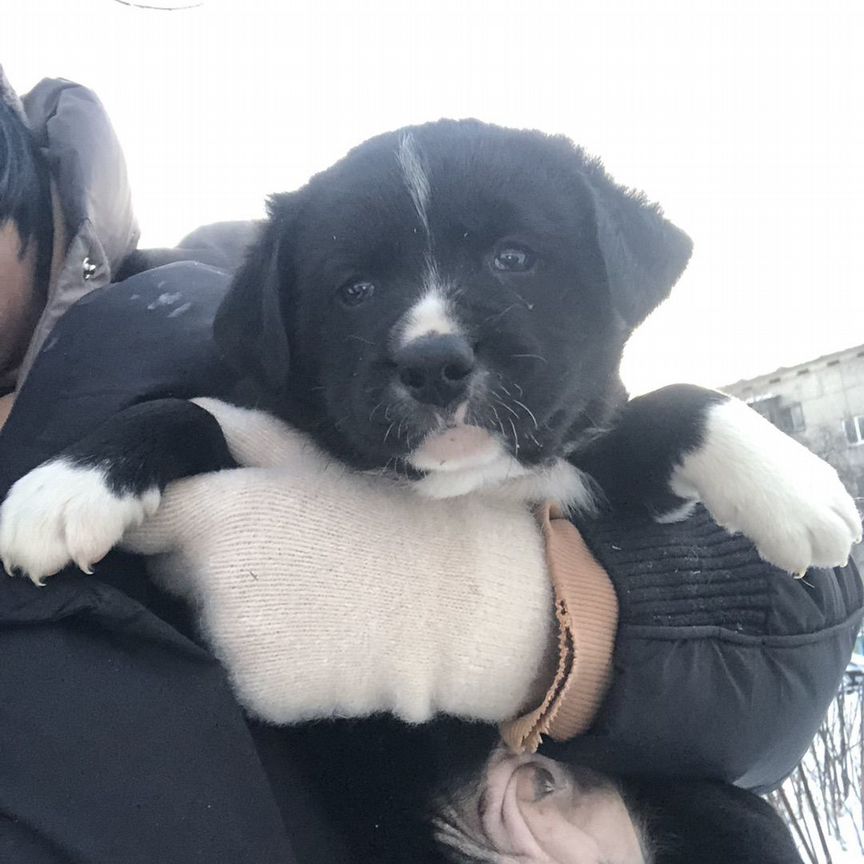 Щенок в добрые руки