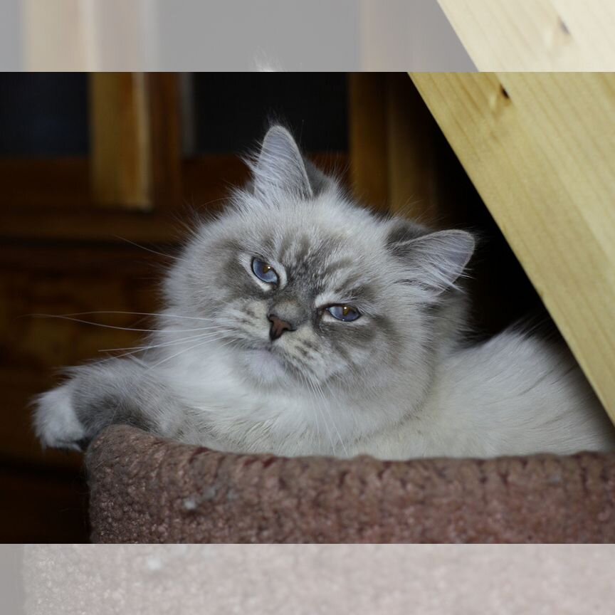 Невская маскарадная кошка