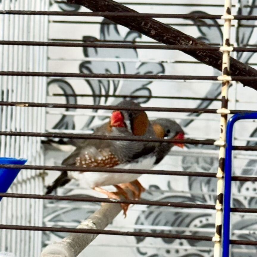 Амадины 1 девочка и 2 мальчика