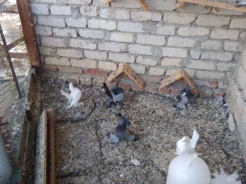 Голуби статные