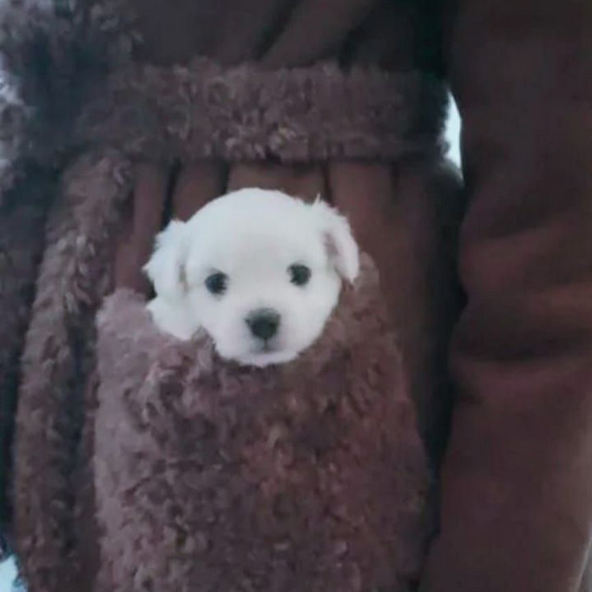 Малышка мальтезе