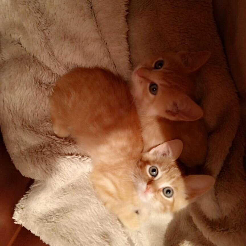 Котята рыжие