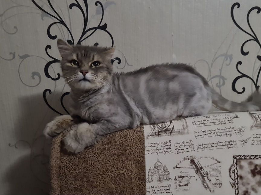 Кот Пуфик. Кастрирован. Для надёжных хозяев