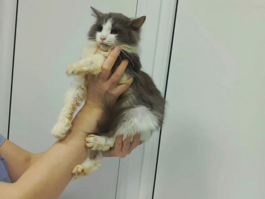 Котенок под усыпление нужен дом