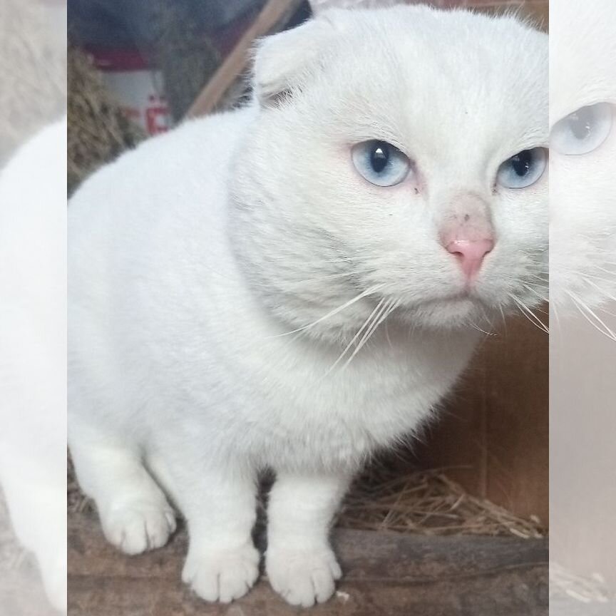 Кошки