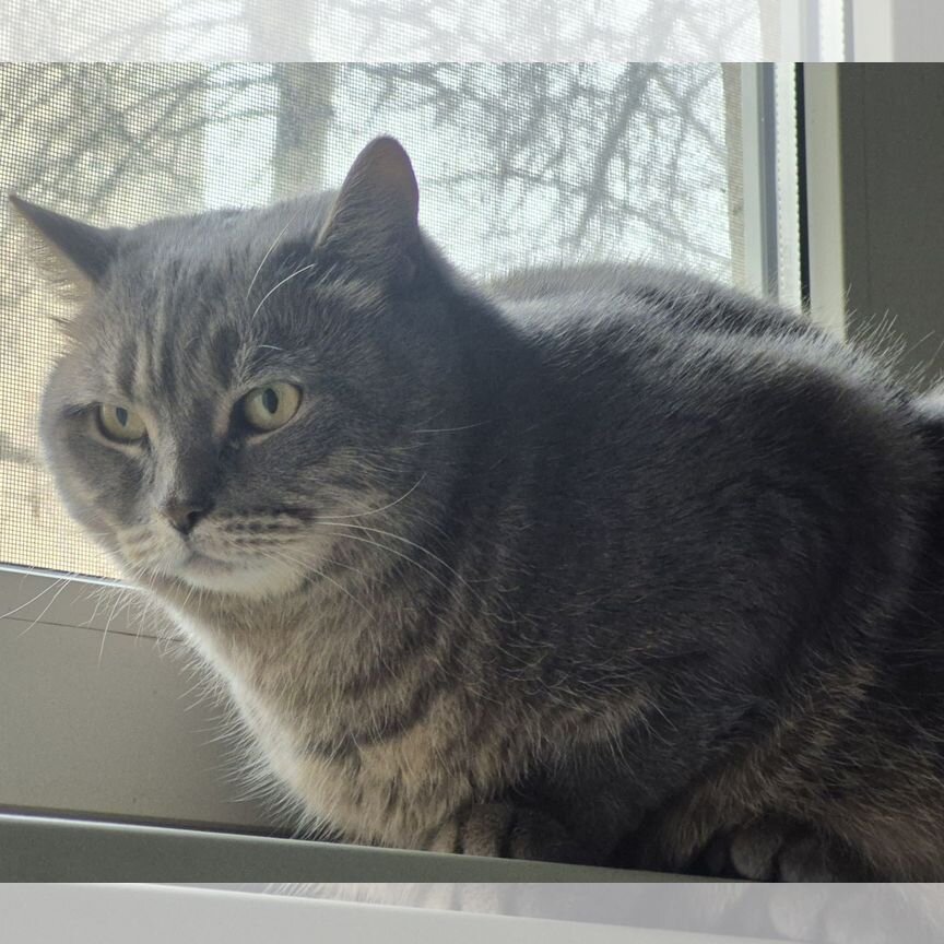 Британская короткошёрстная, взрослая кошка