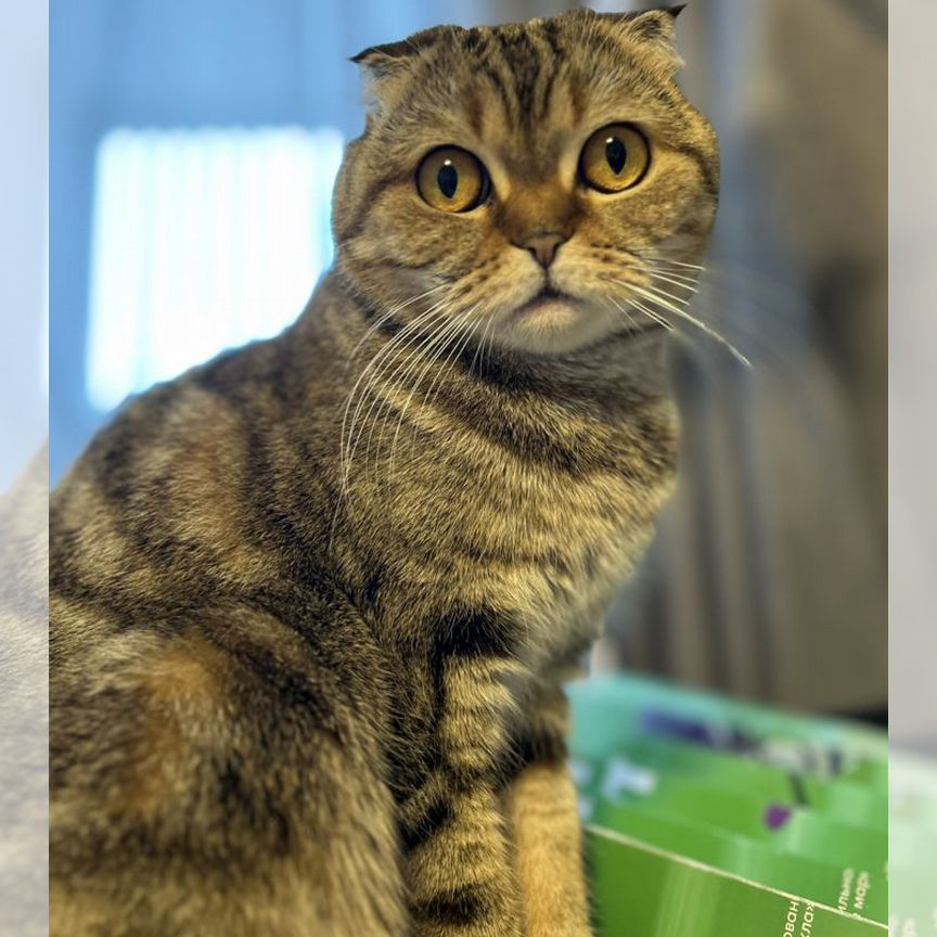 Отдам породистую кошку