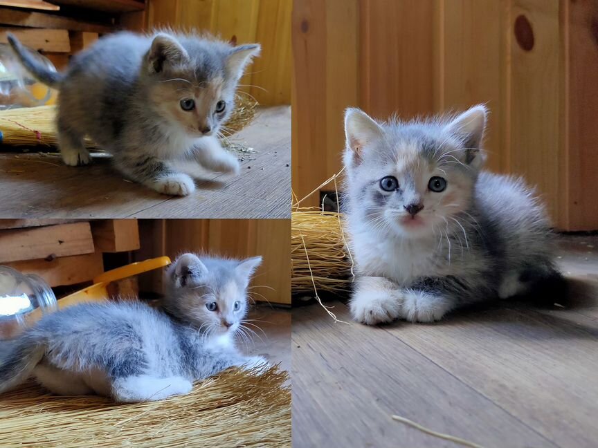 Котята 1,5 месяцы