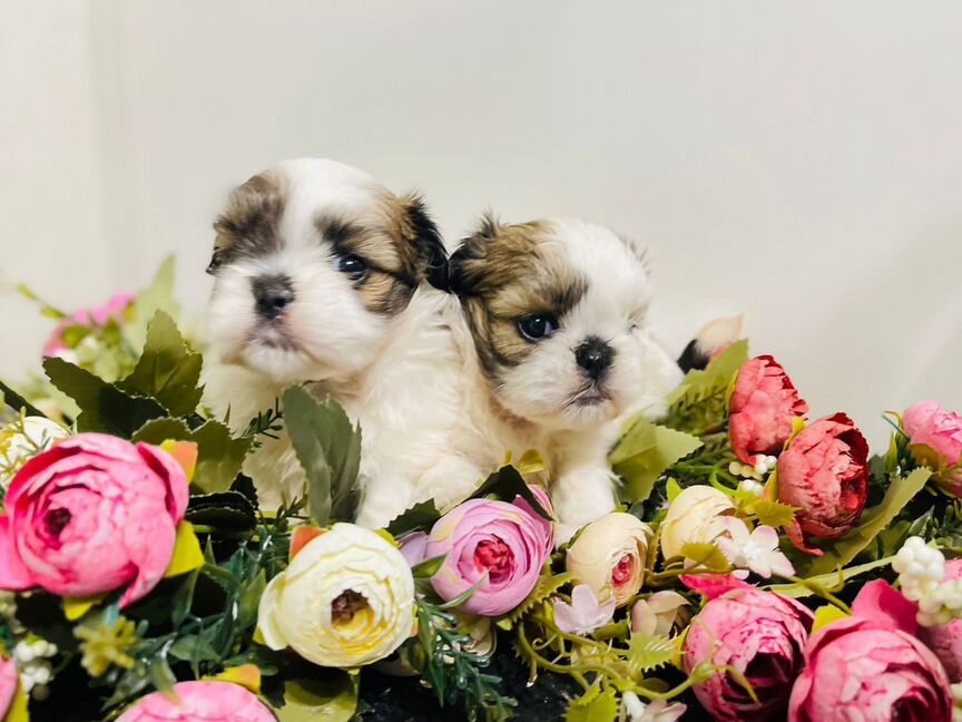 Королевишны