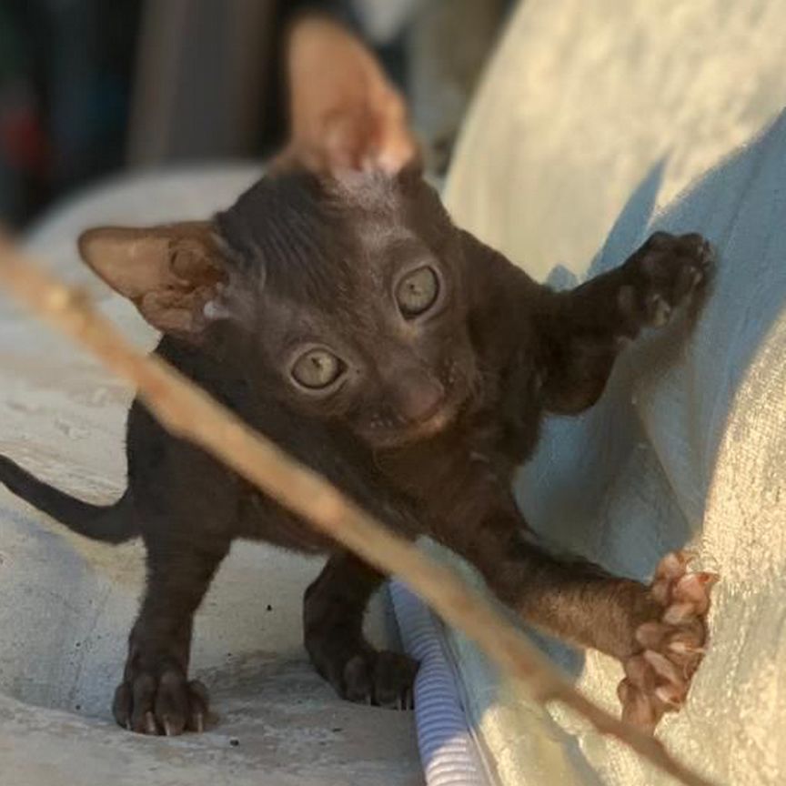 Чистокровные котята корниш рекса