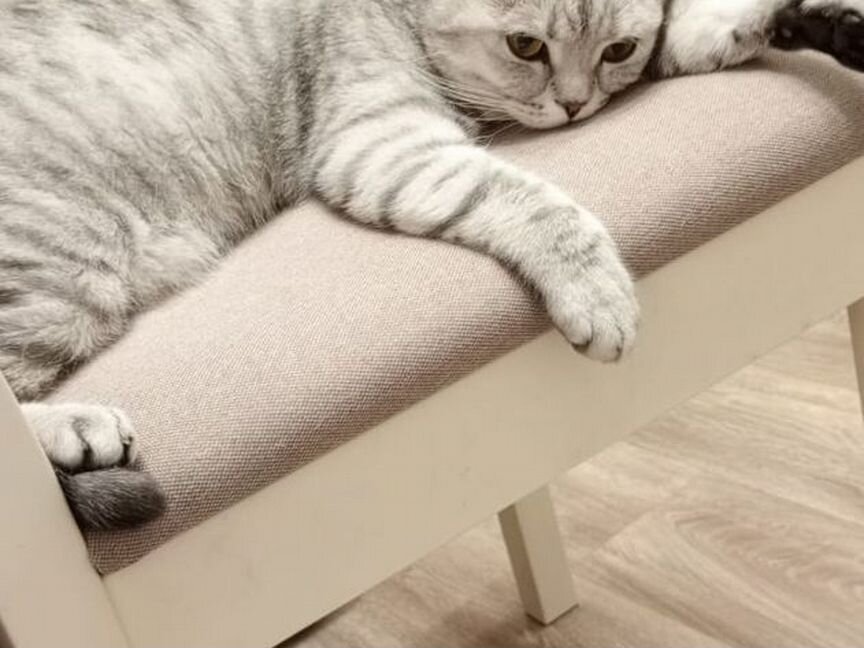 Кошечка шотландская 1,5 г., с паспортом
