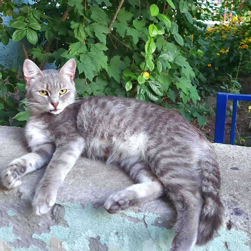 Котик в добрые руки