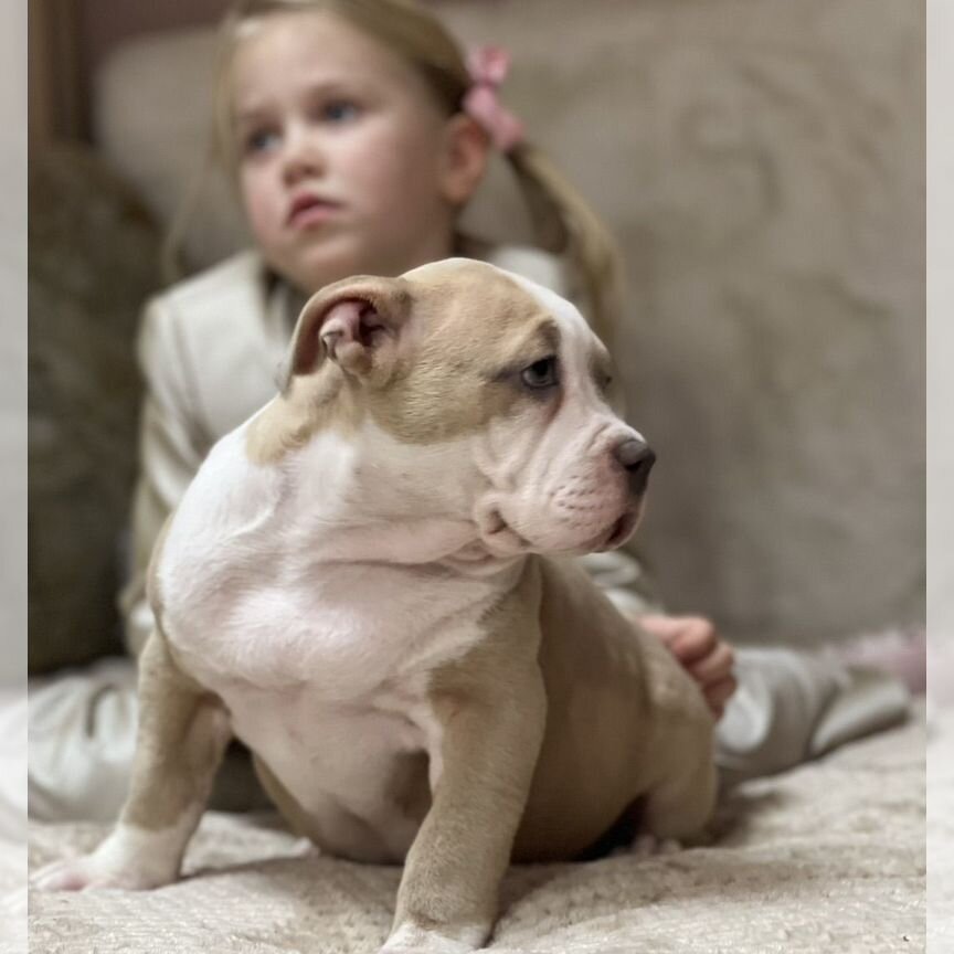 Американский булли, щенок
