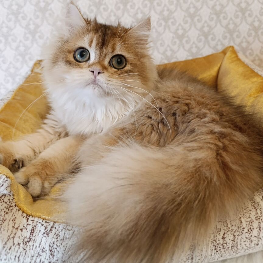 Шикарный золотой британский котик