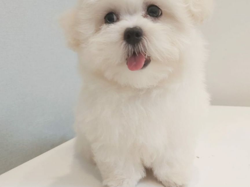 Мальтипу девочка