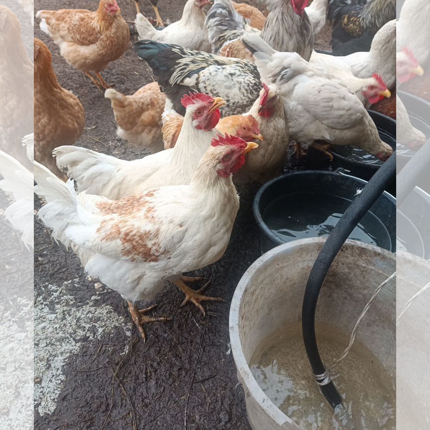 Молодые петушки