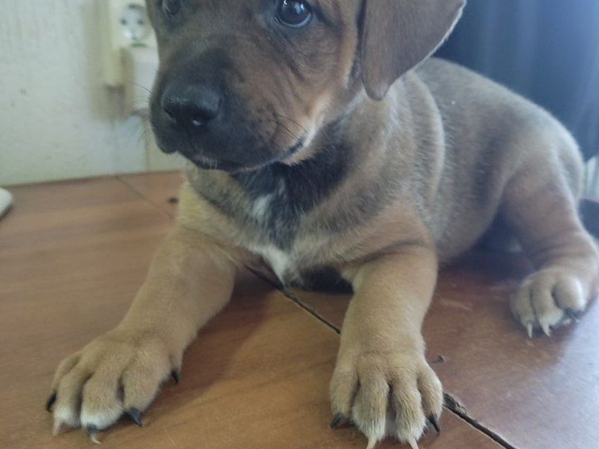 Собака в добрые руки отдам бесплатно