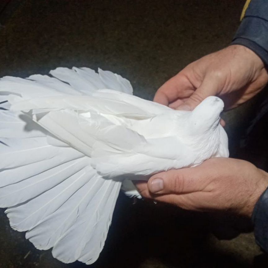 Николаевские голуби