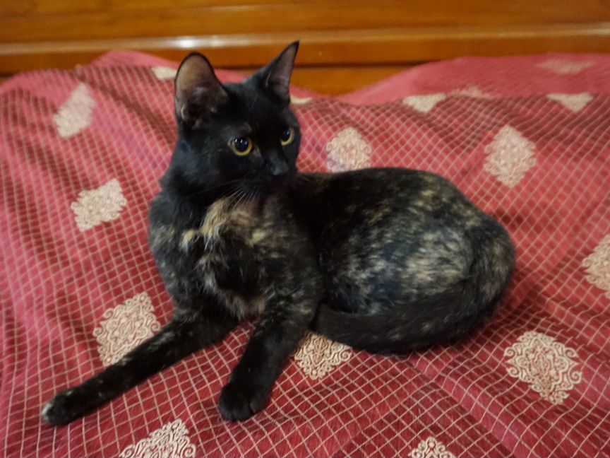 Трогательная кошечка Белла ждет хозяев