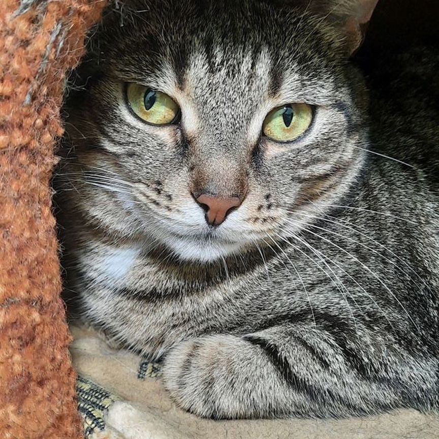 Кошки в добрые руки