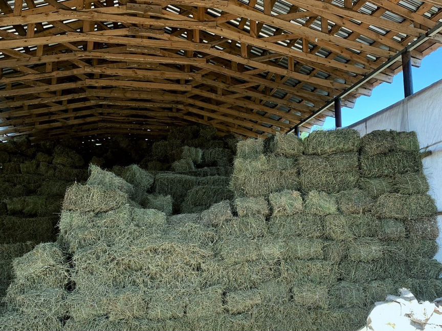 Сено люцерны в тюках (есть суданка в продаже)