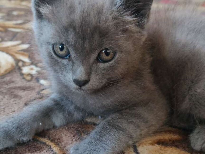 Котята