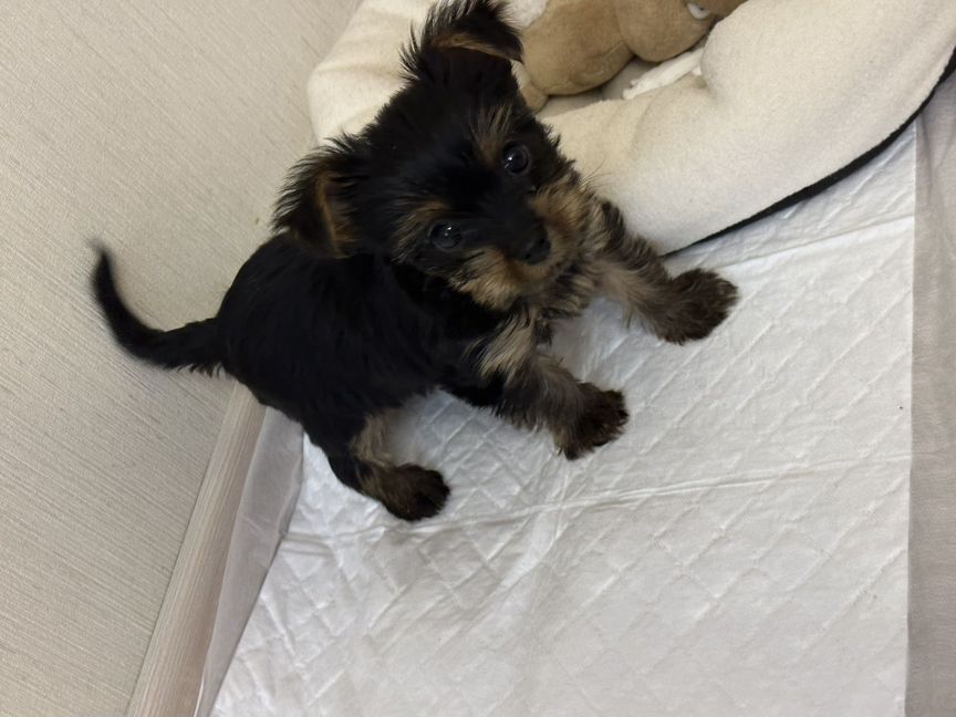 Йоркширский терьер