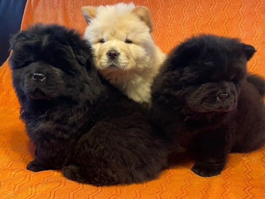 Щенки чау-чау