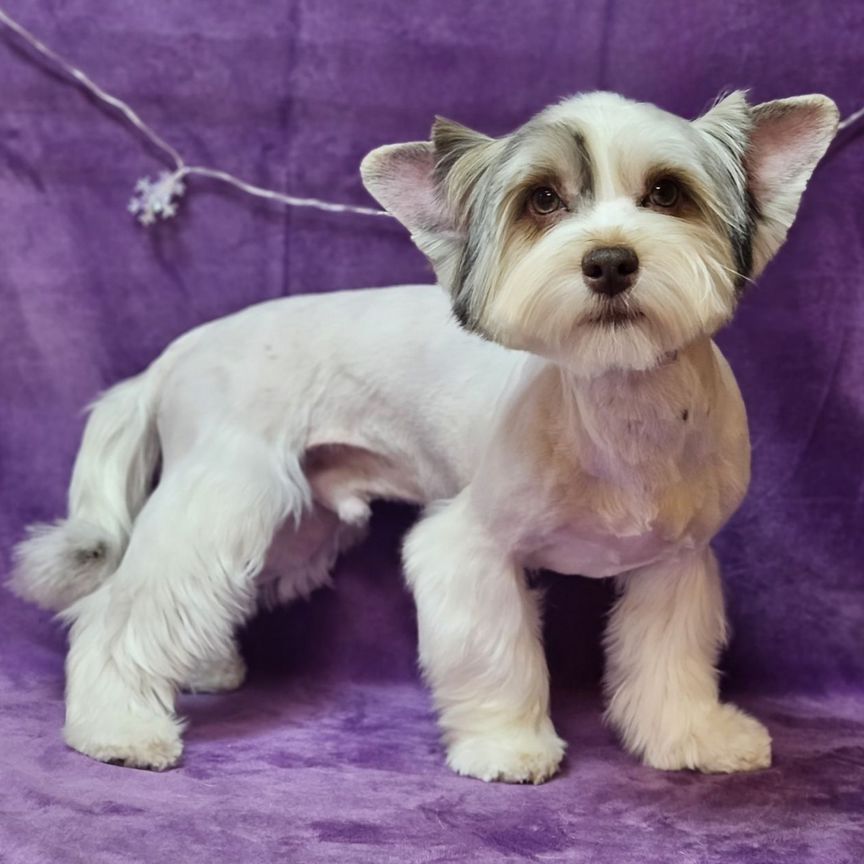 Биро-йоркширский терьер, щенок