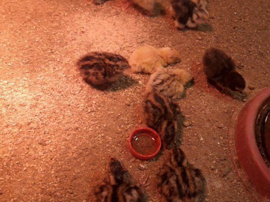 Перепела суточные