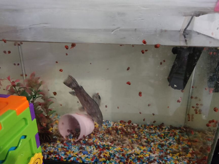 Аквариум с рыбкой сомик