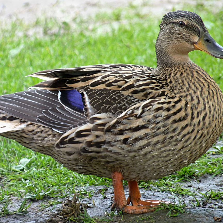 Утки подсадные для охоты