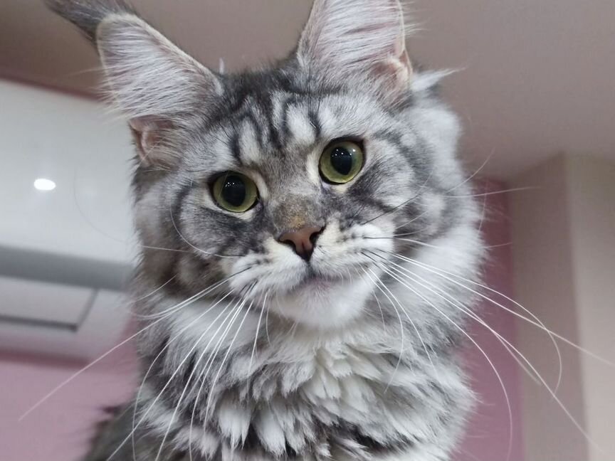 Мейн-кун кошка голубое мраморное серебро