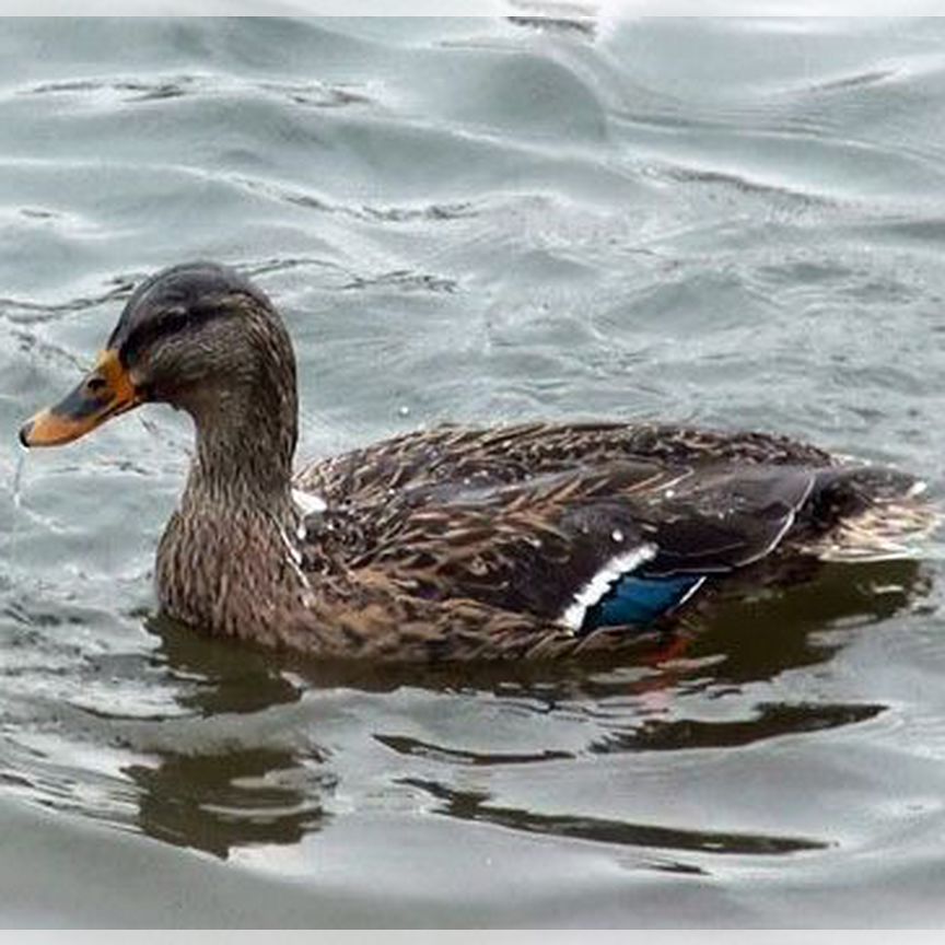 Подсадные утки для охоты