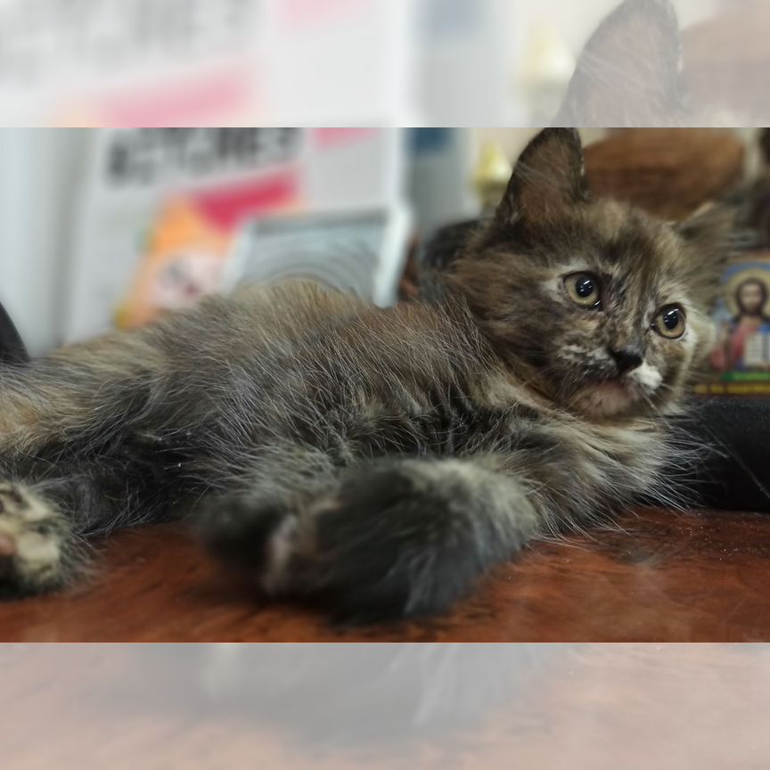 Котёнок в добрые руки