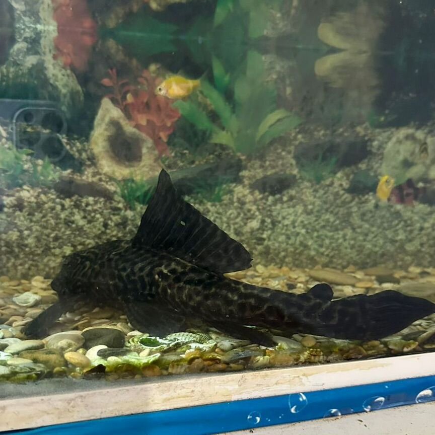 Сомик-птеригоплихт