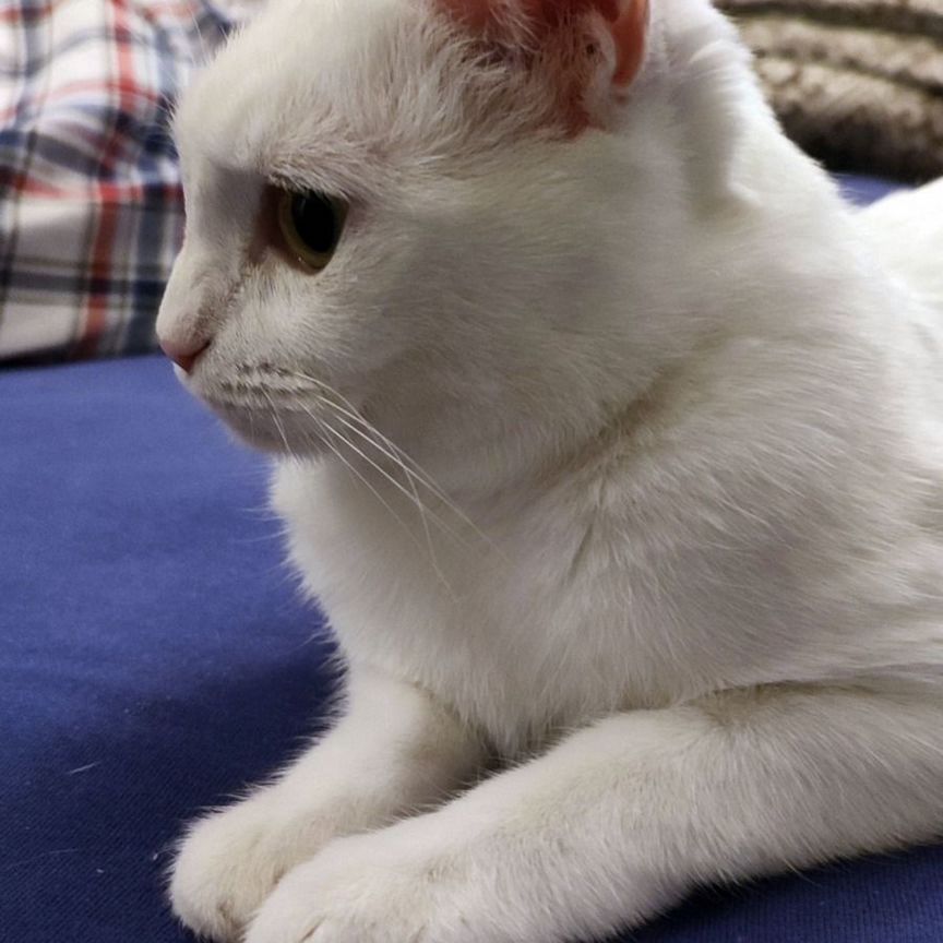 Кошки в добрые руки
