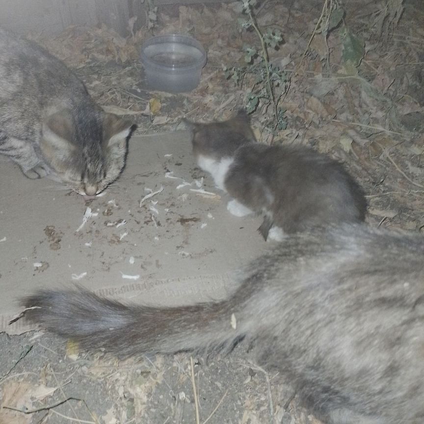Бездомыши кошки на улице