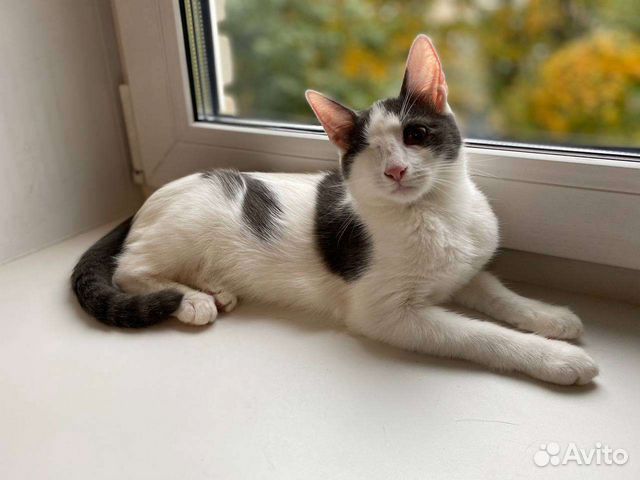 Особенный котёнок Тёма