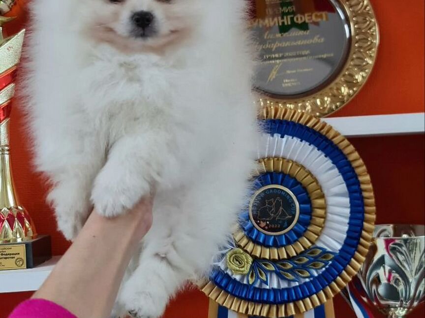 Померанский шпиц айс-крем девочка