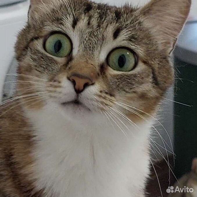 Кошечка Симона