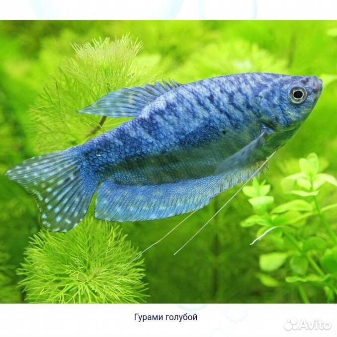 Аквариумные рыбки гурами в ассортименте