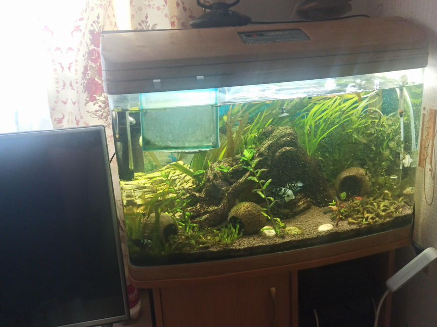 Аквариум с тумбой и содержимым