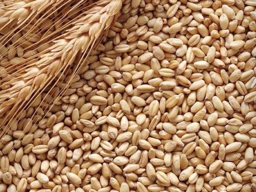 Пщеница фураж