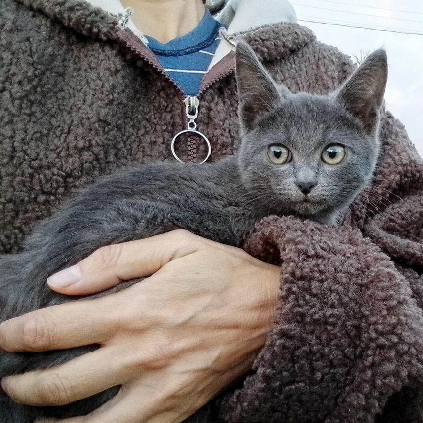 Котята