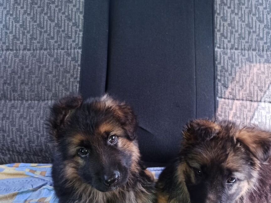 Собака немецкая овчарка